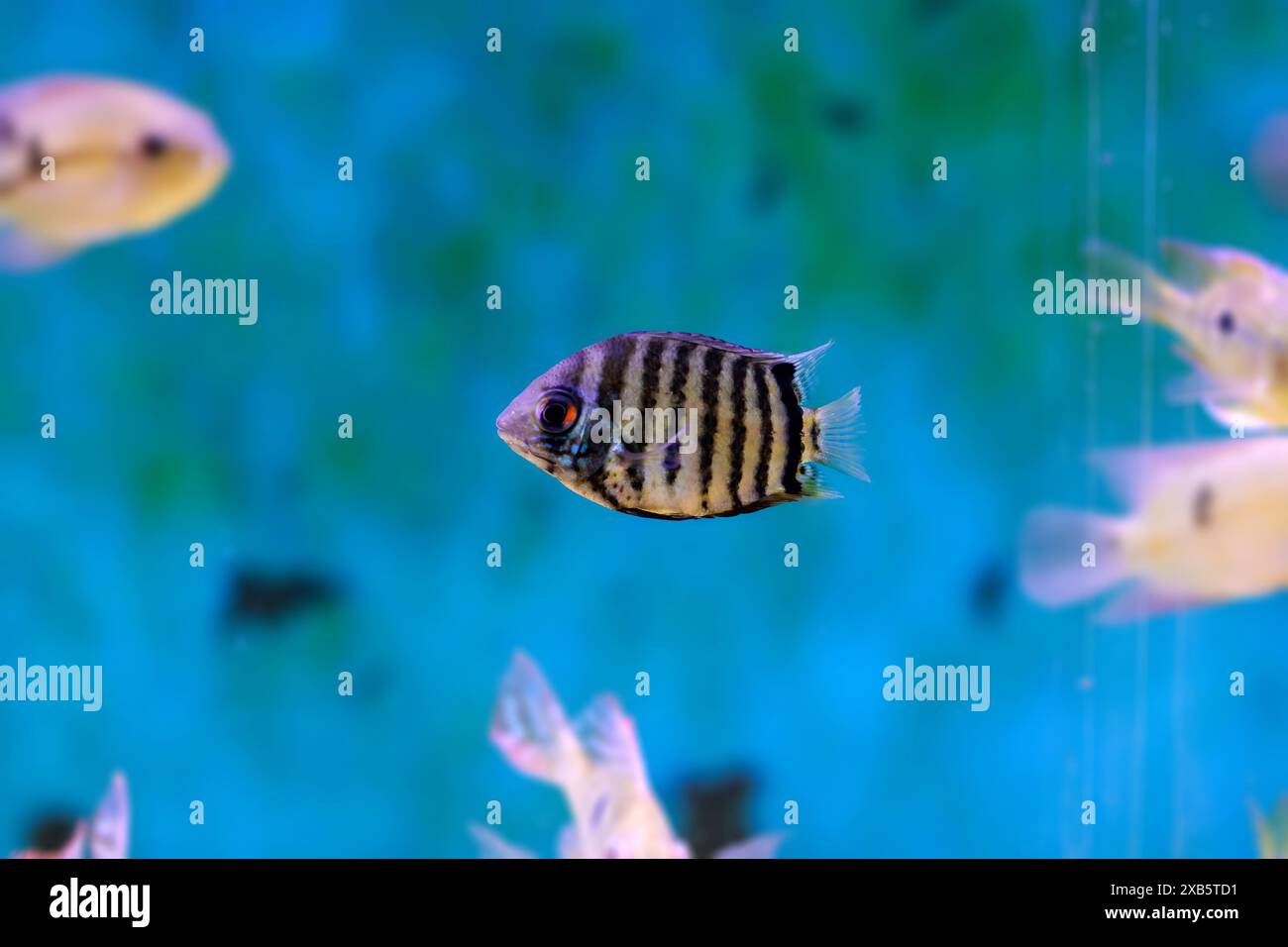 Banded cichlid fish - Heros efasciatus Stock Photo - Alamy