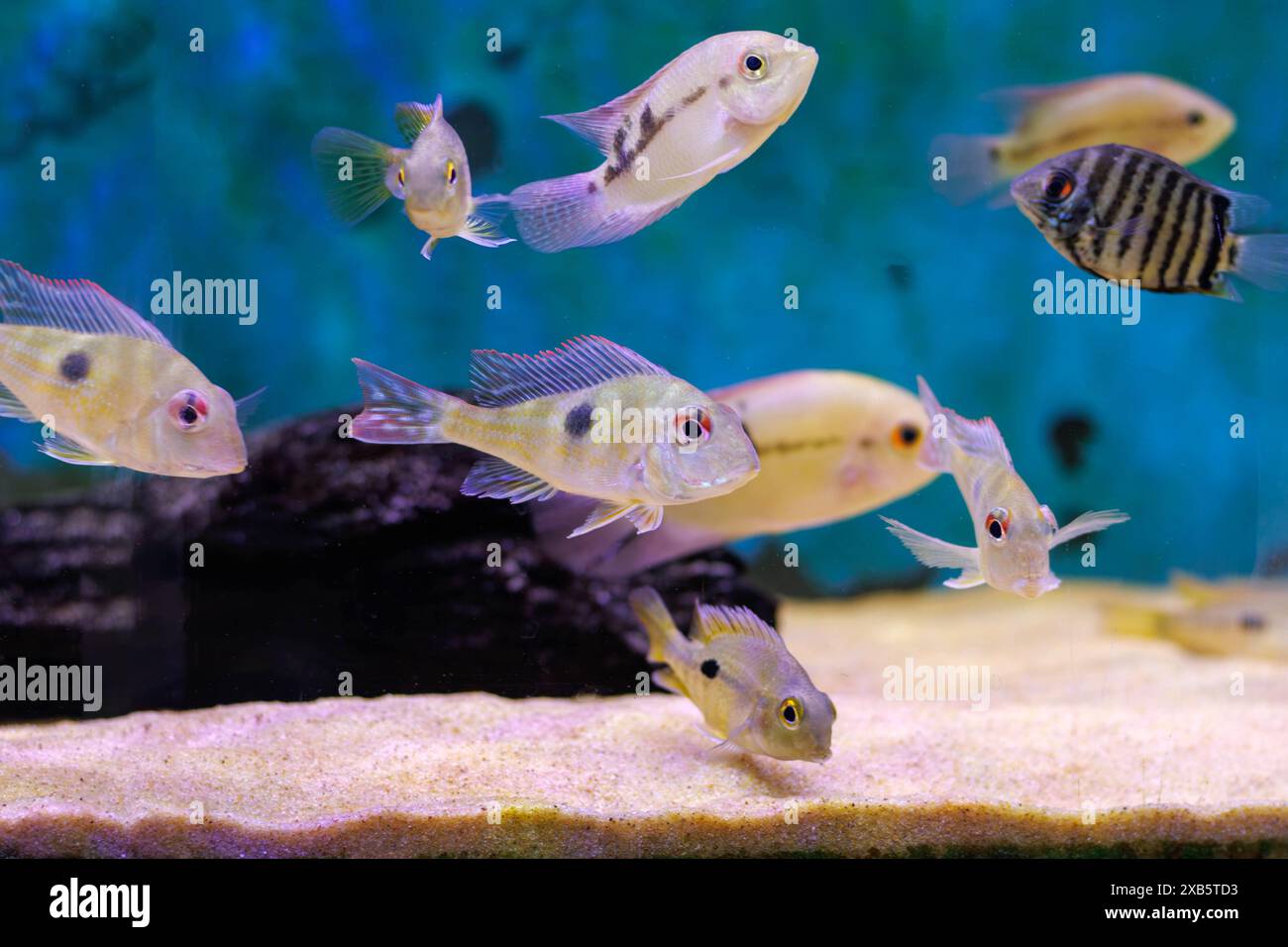 Red Head Tapajos freshwater fish - Geophagus sp Stock Photo - Alamy