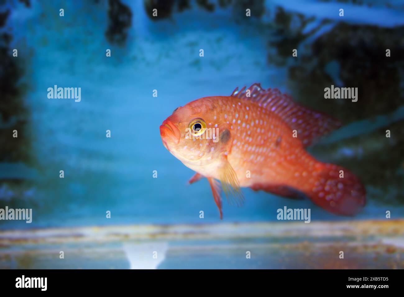 Kongo fish hi-res stock photography and images - Alamy