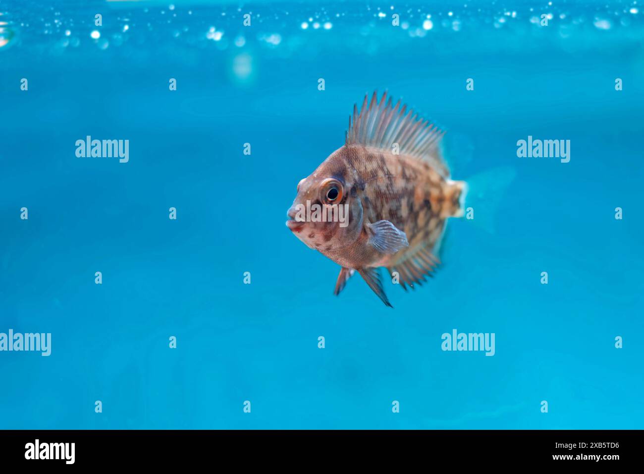 Pomotis fasciatus hi-res stock photography and images - Alamy