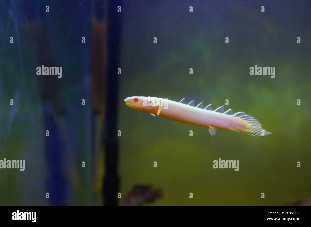 Albino Senegal bichir (Polypterus senegalus), rare image Stock Photo ...