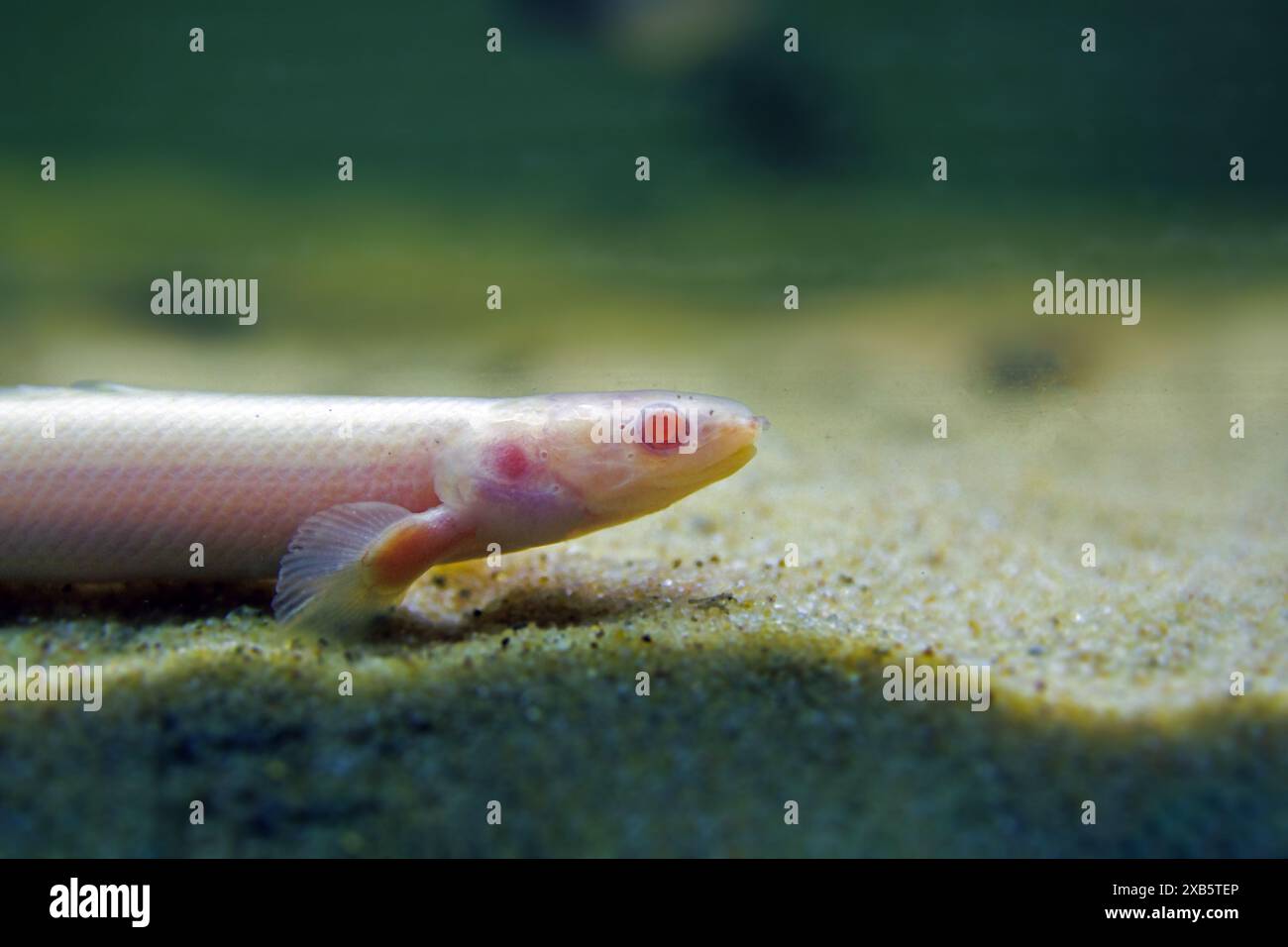Albino Senegal bichir (Polypterus senegalus), rare image Stock Photo ...