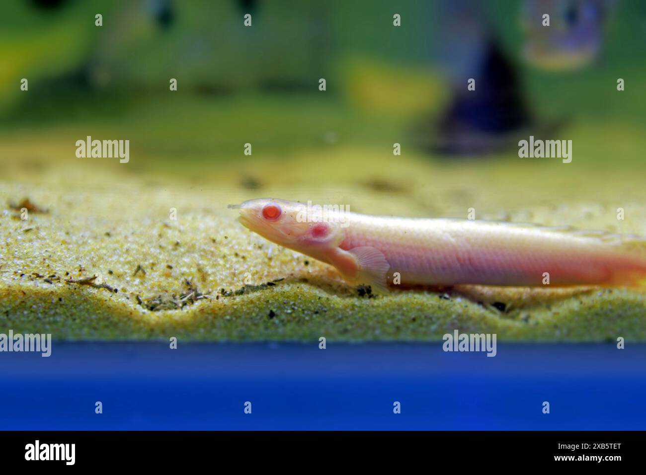 Polypterus senegalus hi-res stock photography and images - Alamy