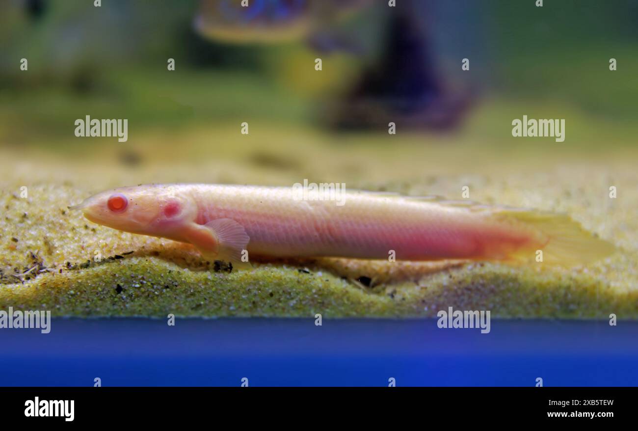Albino Senegal bichir (Polypterus senegalus), rare image Stock Photo ...