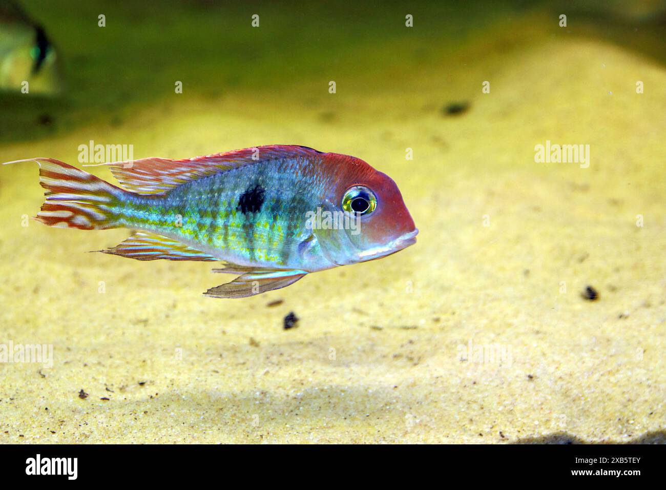 Red Head Tapajos freshwater fish - Geophagus sp Stock Photo - Alamy