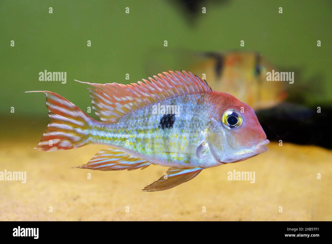 Red Head Tapajos freshwater fish - Geophagus sp Stock Photo - Alamy