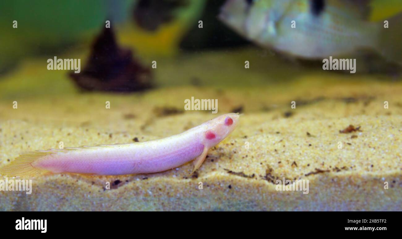 Albino Senegal bichir (Polypterus senegalus), rare image Stock Photo ...