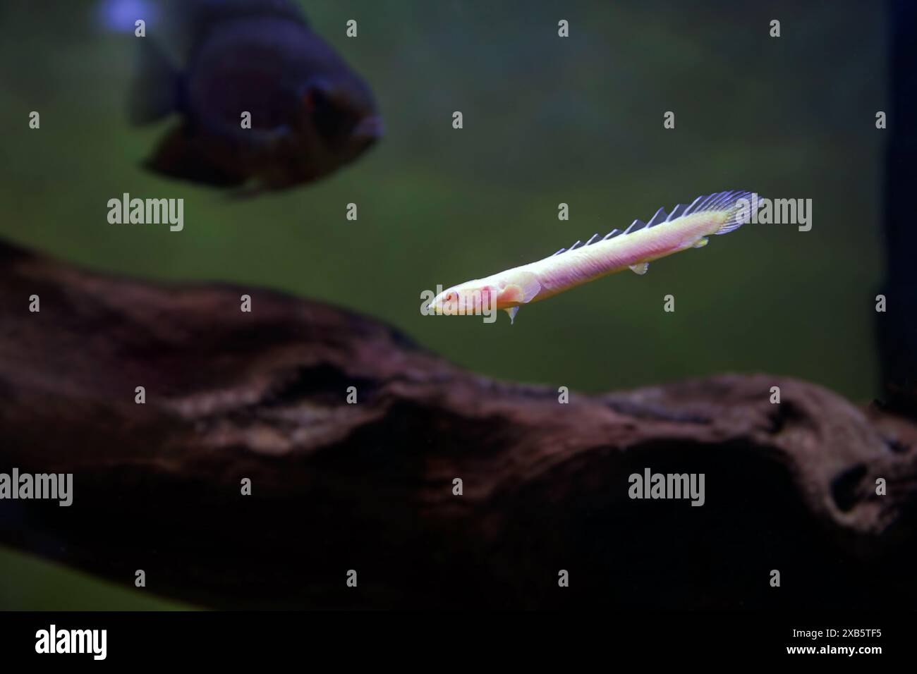 Albino Senegal bichir (Polypterus senegalus), rare image Stock Photo ...