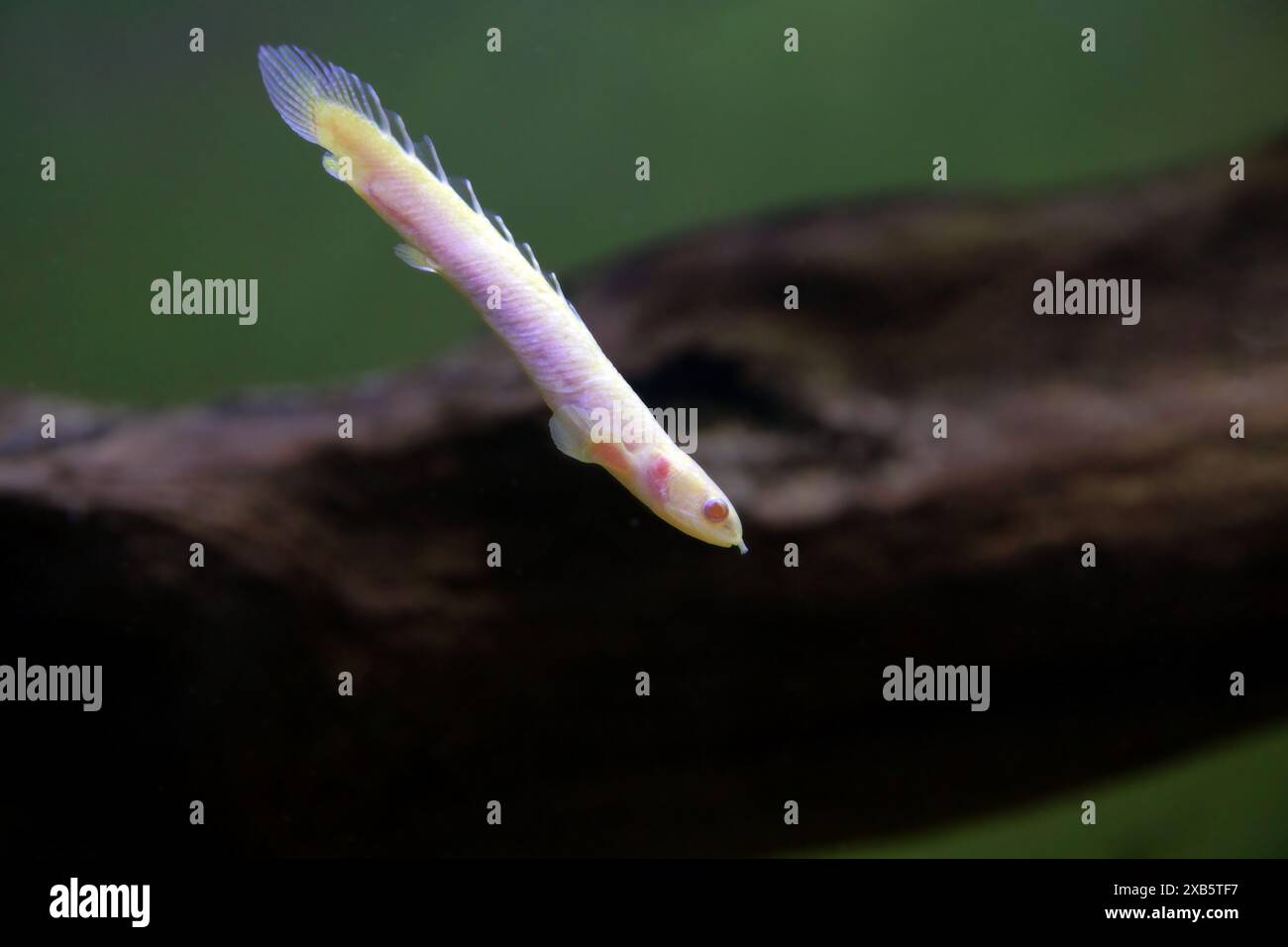 Albino Senegal bichir (Polypterus senegalus), rare image Stock Photo ...