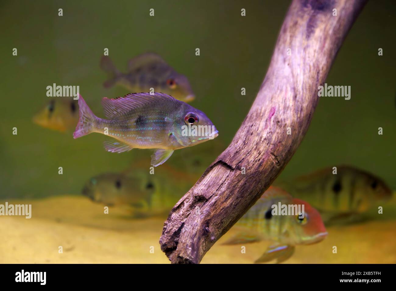 Red Head Tapajos freshwater fish - Geophagus sp Stock Photo - Alamy