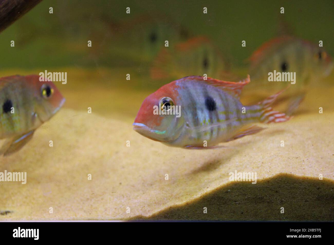 Red Head Tapajos freshwater fish - Geophagus sp Stock Photo - Alamy
