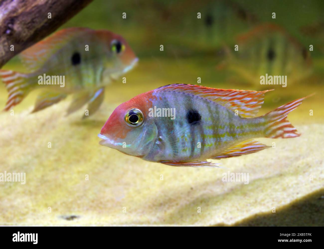 Geophagus tapajos hi-res stock photography and images - Alamy