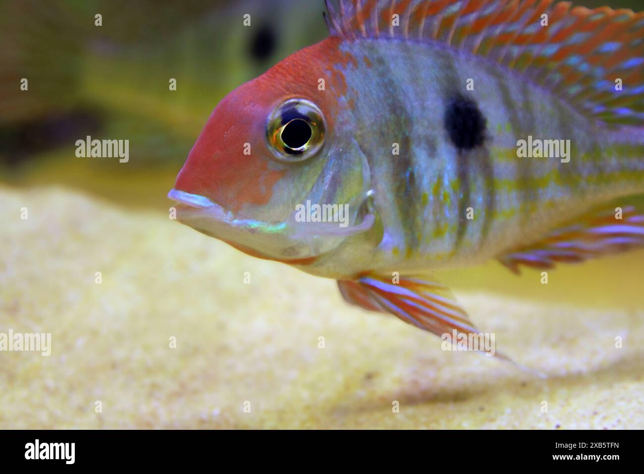 Red Head Tapajos freshwater fish - Geophagus sp Stock Photo - Alamy