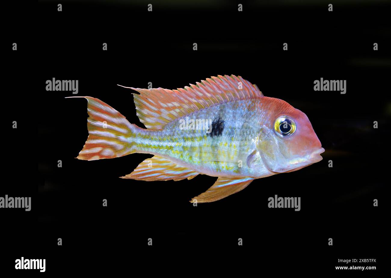 Red Head Tapajos freshwater fish - Geophagus sp Stock Photo - Alamy