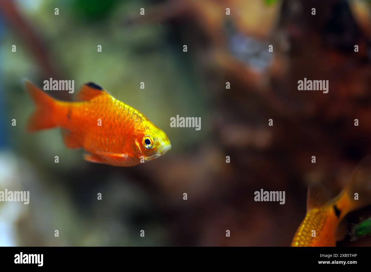Rosy Barb (Red Barb) freshwater fish in aquarium - Puntius conchonius ...