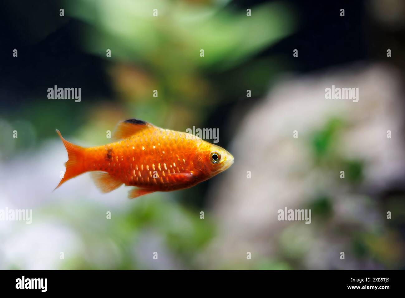 Rosy Barb (Red Barb) freshwater fish in aquarium - Puntius conchonius ...