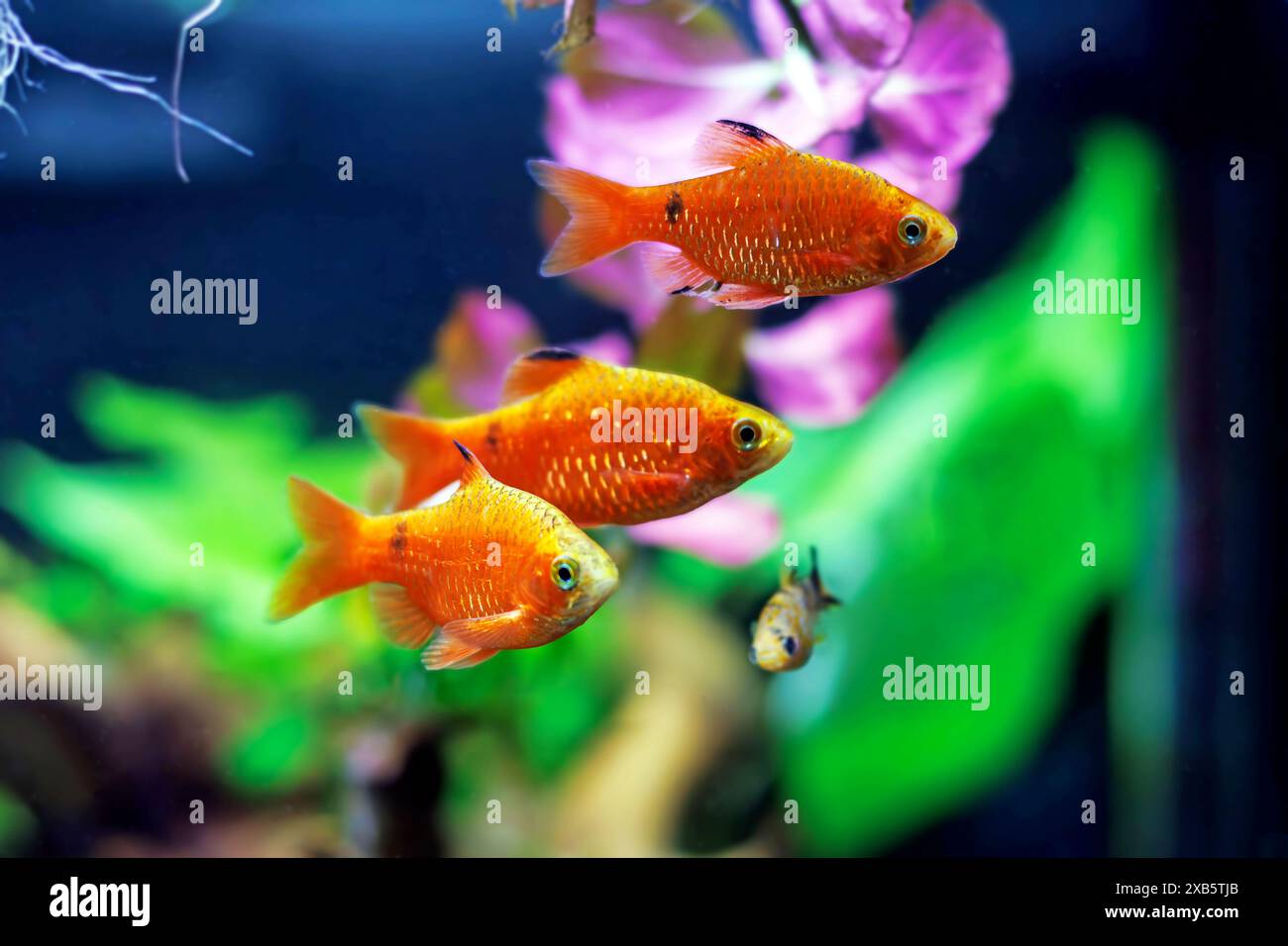 Rosy Barb (Red Barb) freshwater fish in aquarium - Puntius conchonius ...