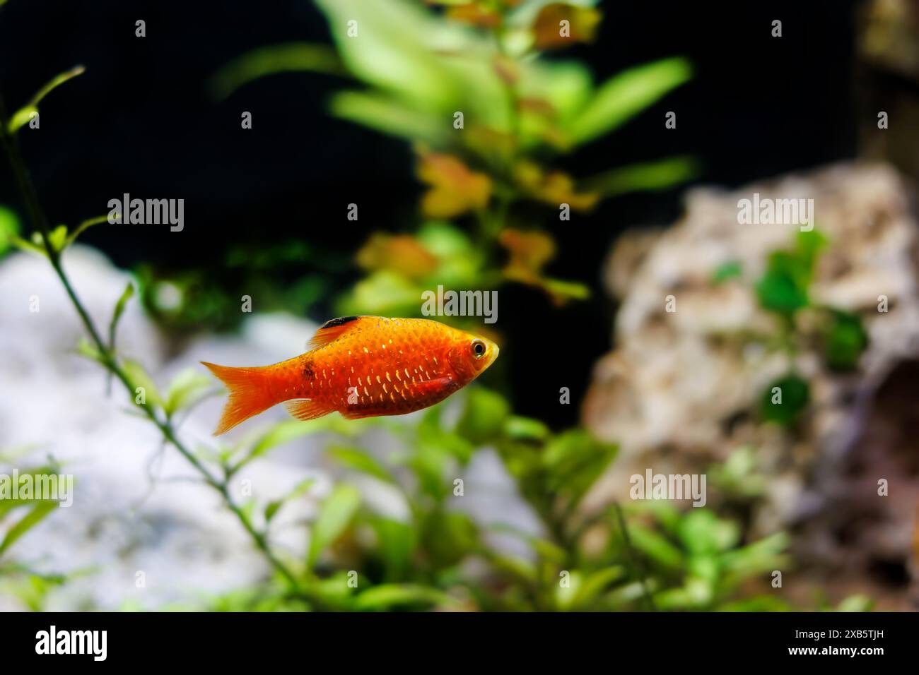 Rosy Barb (Red Barb) freshwater fish in aquarium - Puntius conchonius ...