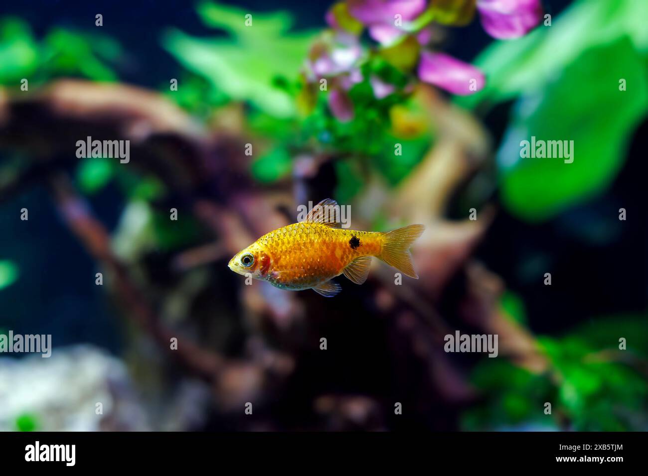 Rosy Barb (Red Barb) freshwater fish in aquarium - Puntius conchonius ...