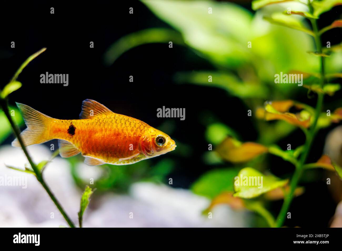 Rosy Barb (Red Barb) freshwater fish in aquarium - Puntius conchonius Stock Photo - Alamy