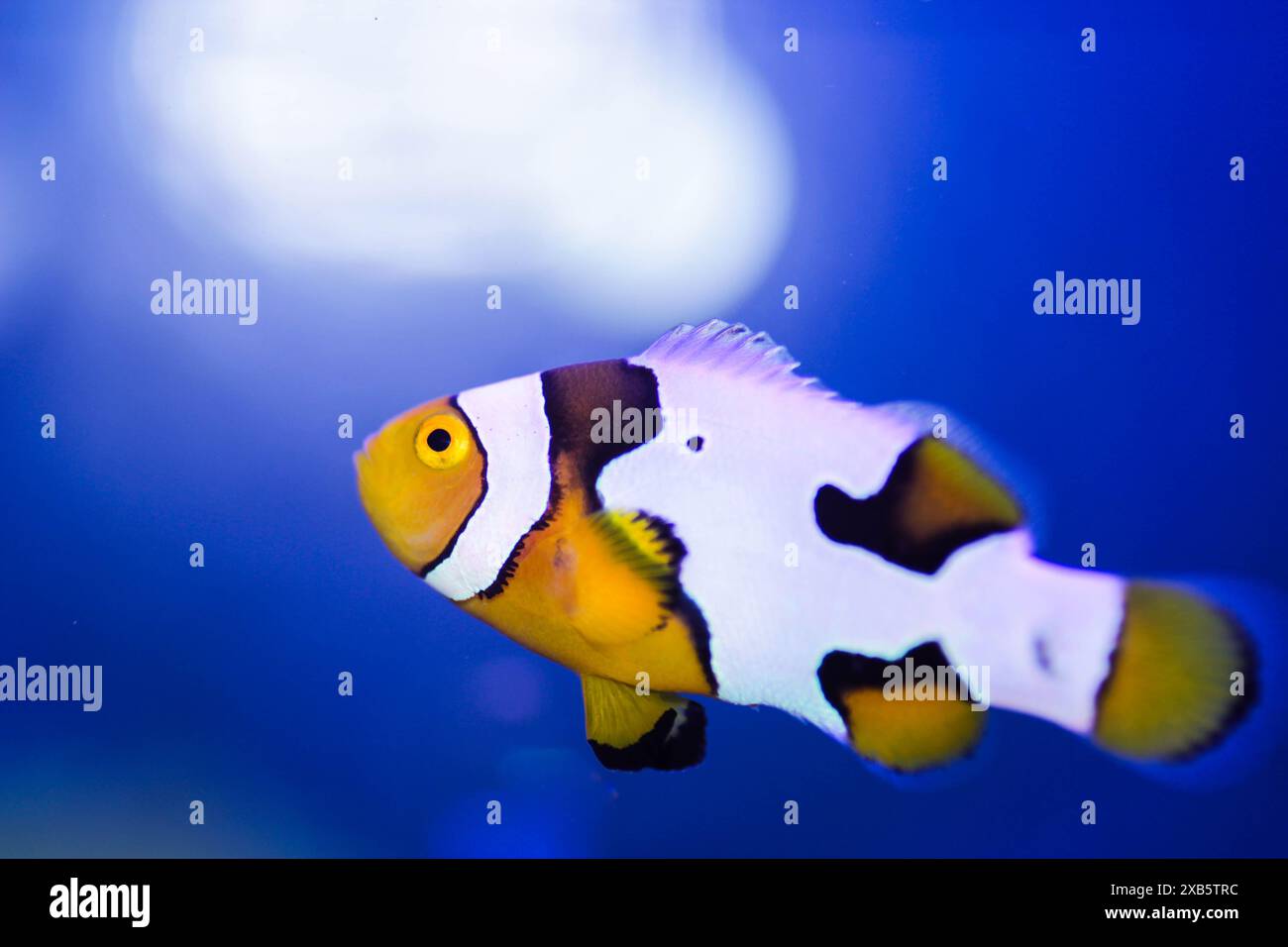 Black-ice Snowflake clownfish - generation of hybrid clownfishes Stock ...