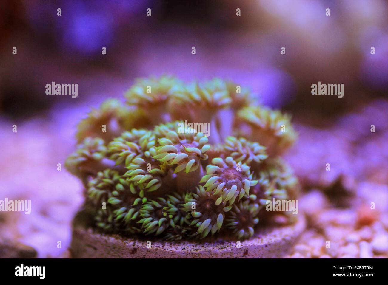 Goniopora tenuidens hi-res stock photography and images - Alamy