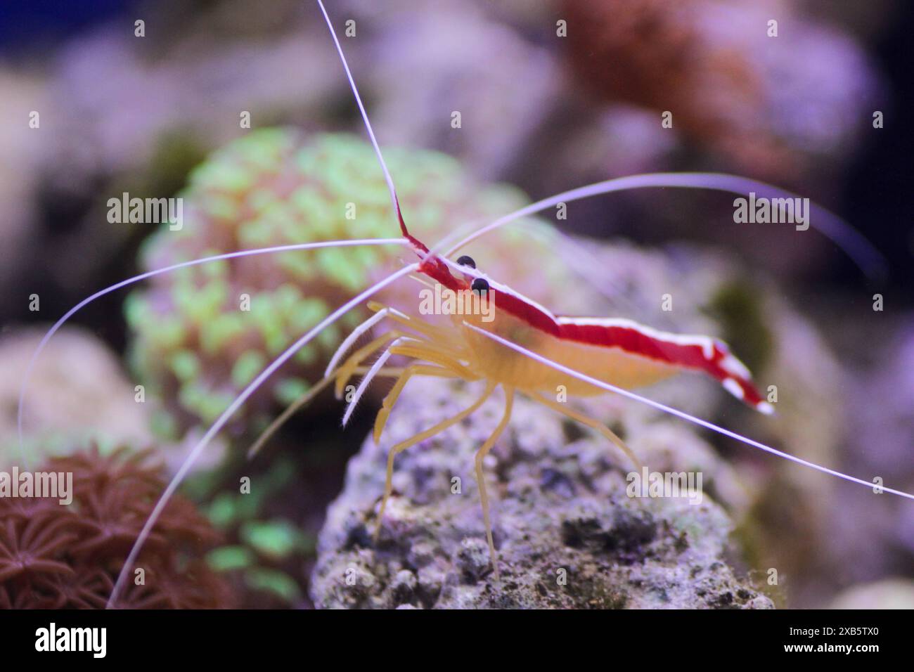 Lysmata amboinensis - One of the most popular marine shrimp in home ...