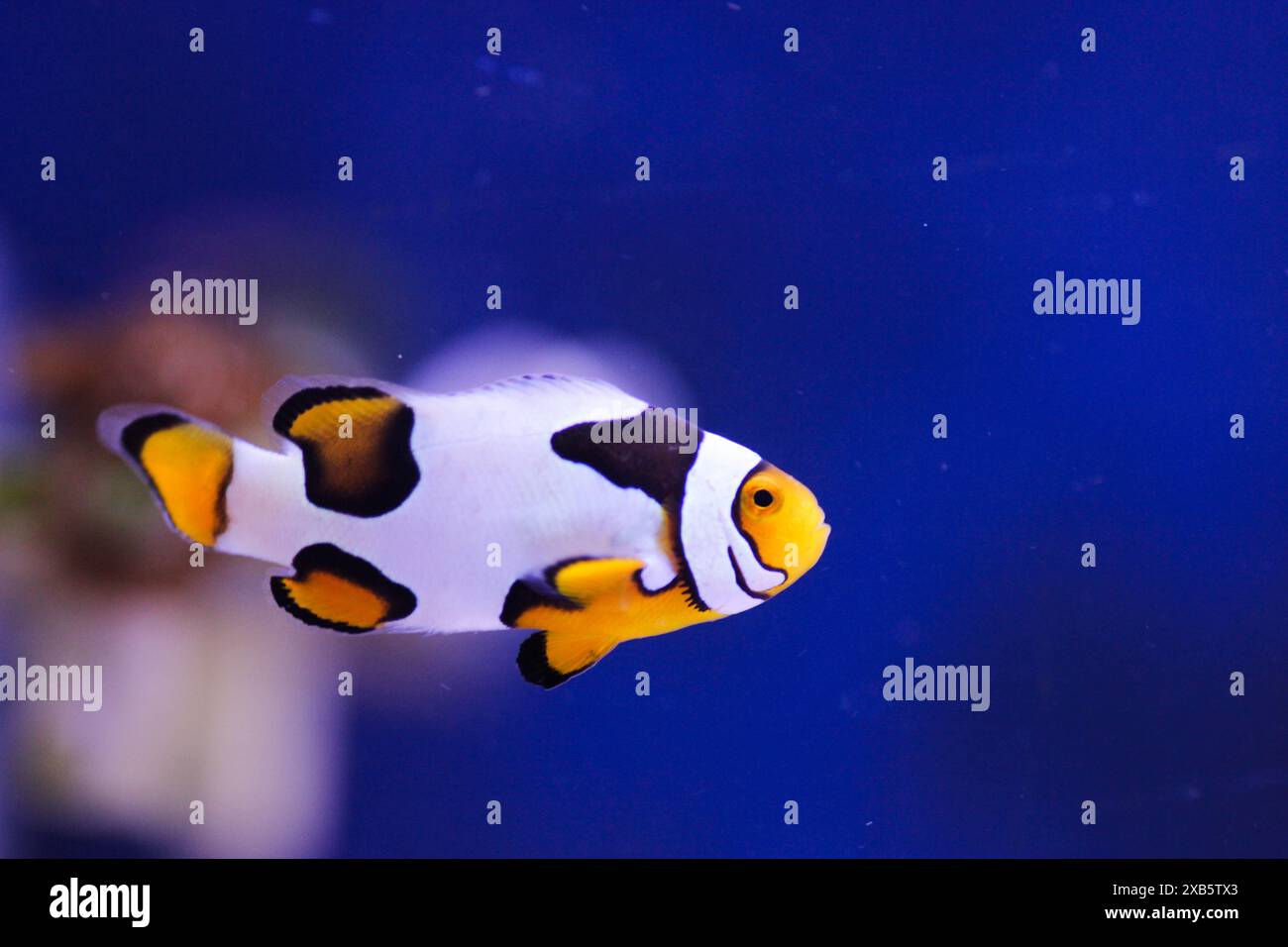 Black-ice Snowflake clownfish - generation of hybrid clownfishes Stock Photo - Alamy