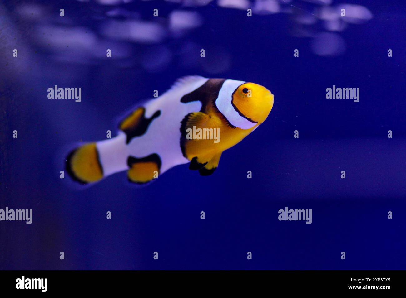 Black-ice Snowflake clownfish - generation of hybrid clownfishes Stock ...