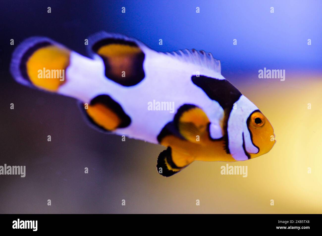 Black-ice Snowflake clownfish - generation of hybrid clownfishes Stock ...