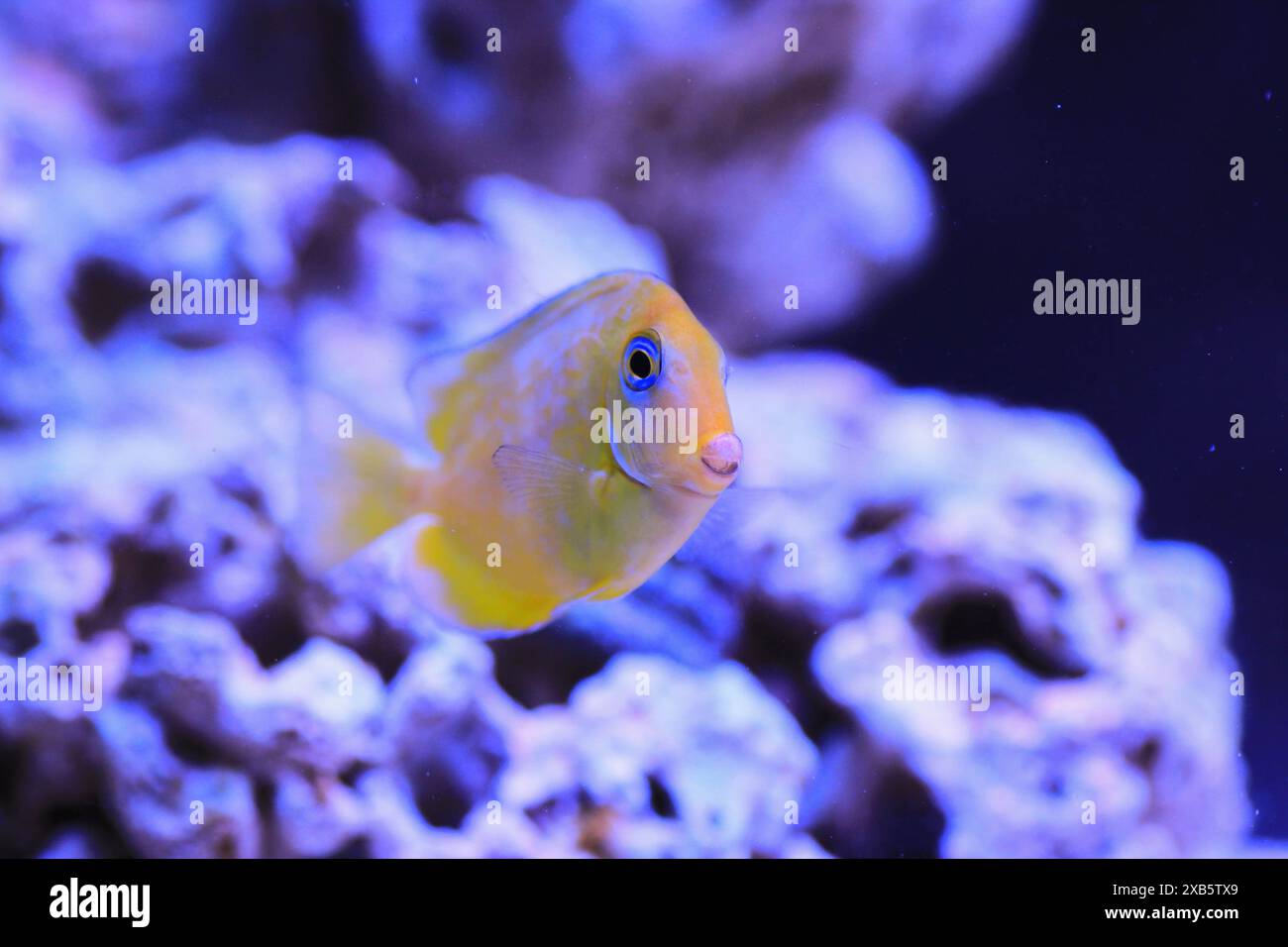 Blue juvenile Atlantic Tang - (Acanthurus coeruleus Stock Photo - Alamy