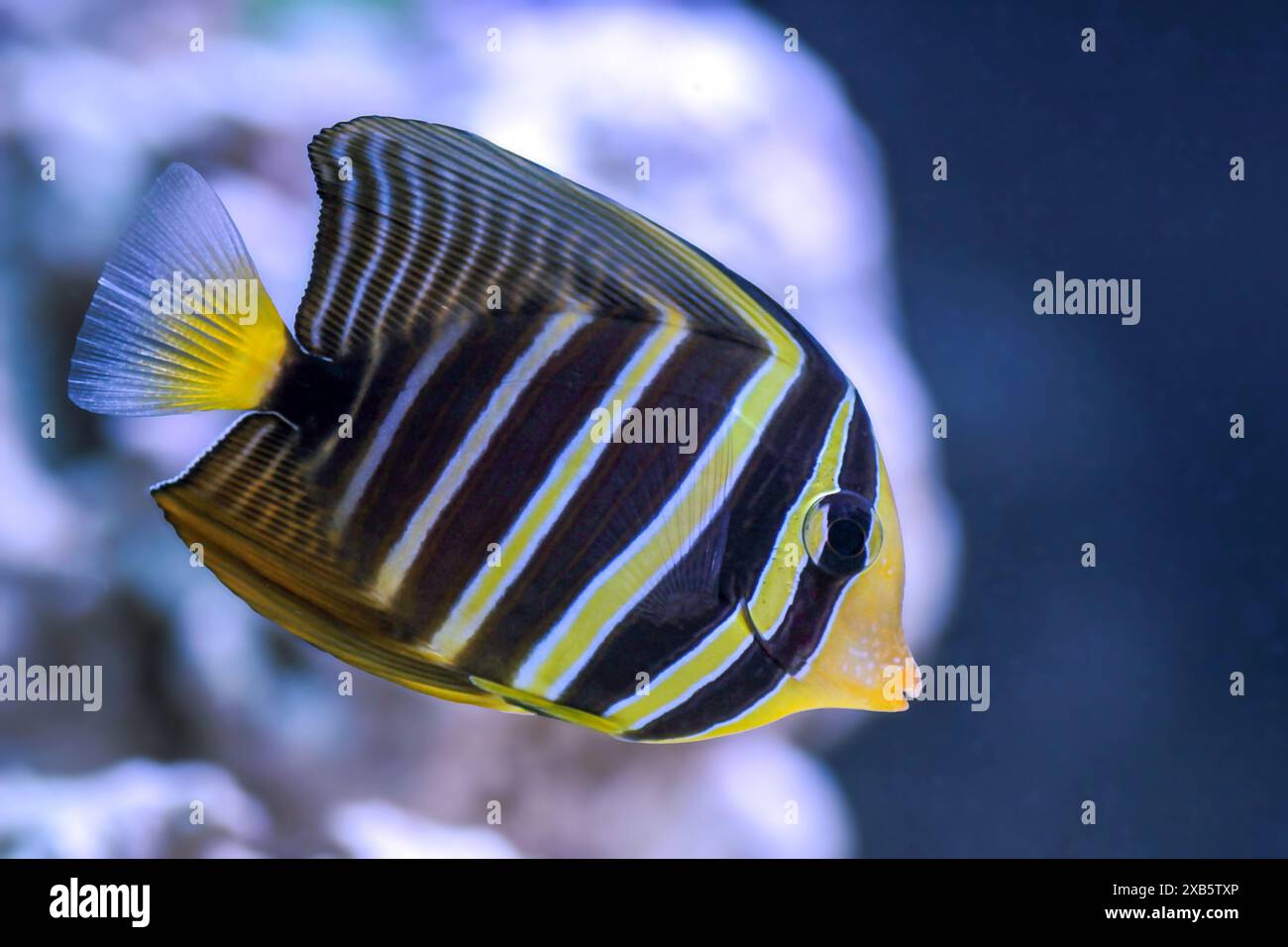 The juvenile sailfin tang - (Zebrasoma velifer Stock Photo - Alamy