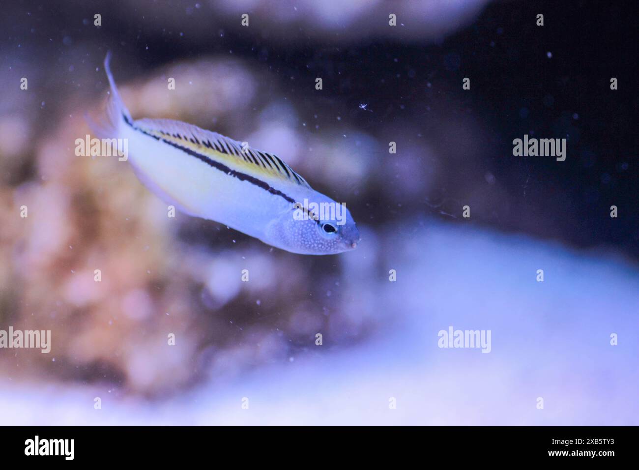 Red Sea Mimic Blenny - (Ecsenius gravieri Stock Photo - Alamy