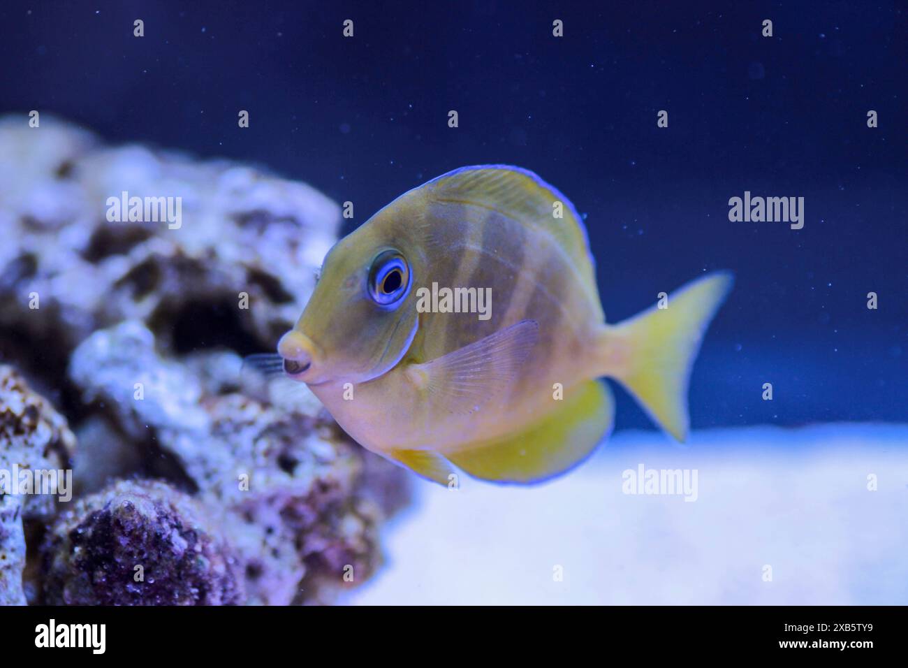 Blue juvenile Atlantic Tang - (Acanthurus coeruleus Stock Photo - Alamy