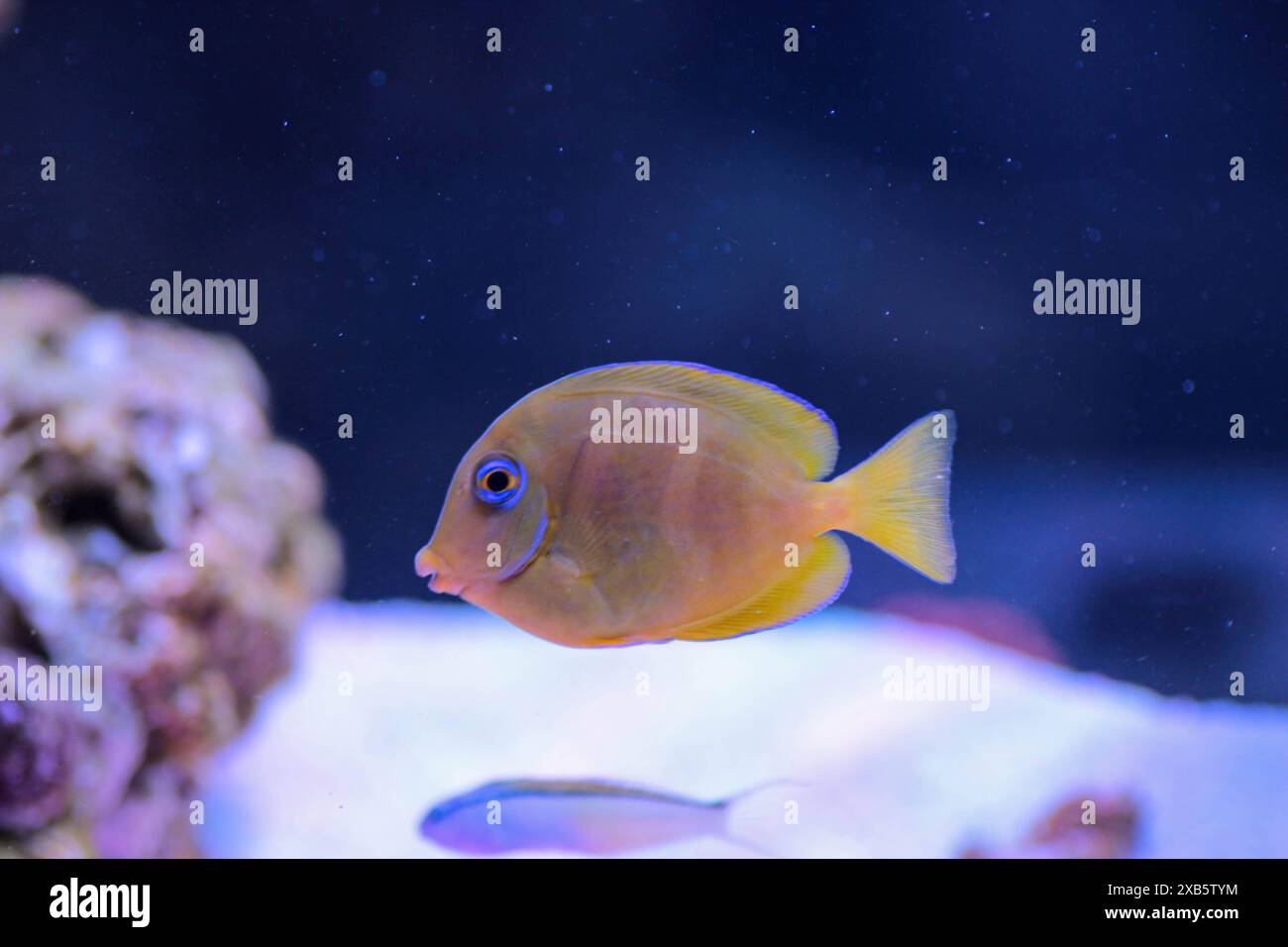 Blue juvenile Atlantic Tang - (Acanthurus coeruleus Stock Photo - Alamy