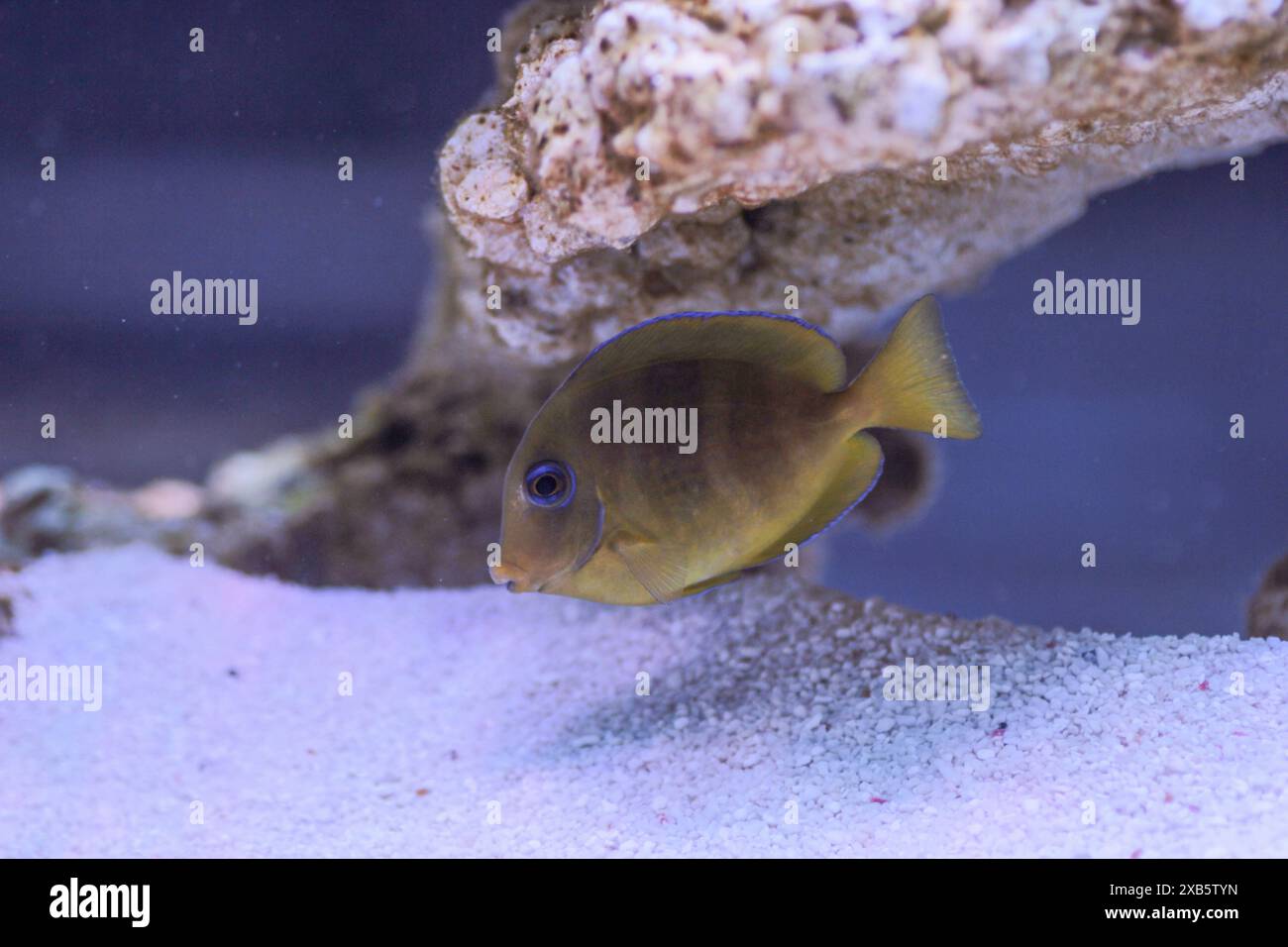 Blue juvenile Atlantic Tang - (Acanthurus coeruleus Stock Photo - Alamy