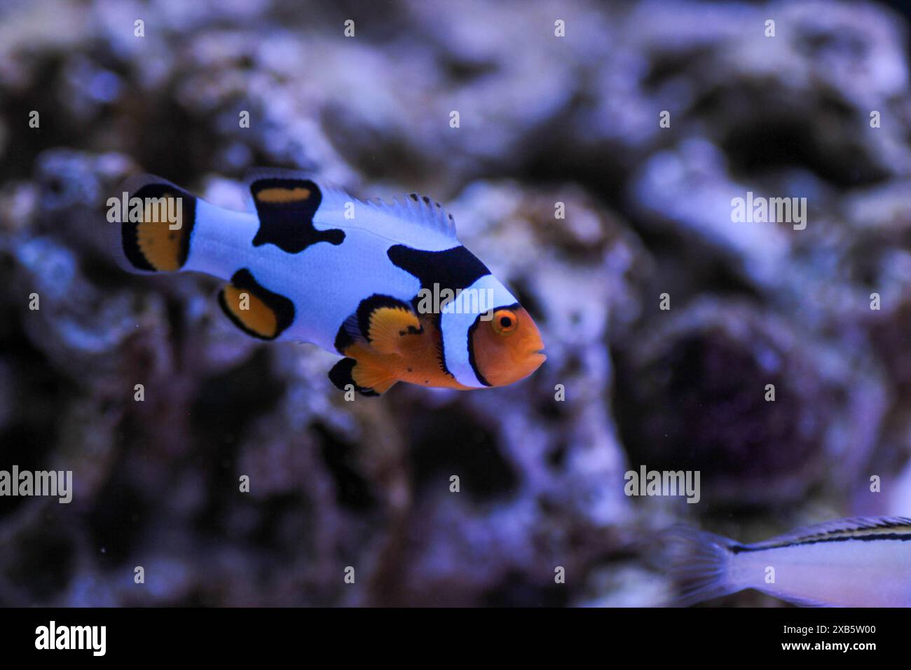 Black-ice Snowflake clownfish - generation of hybrid clownfishes Stock ...