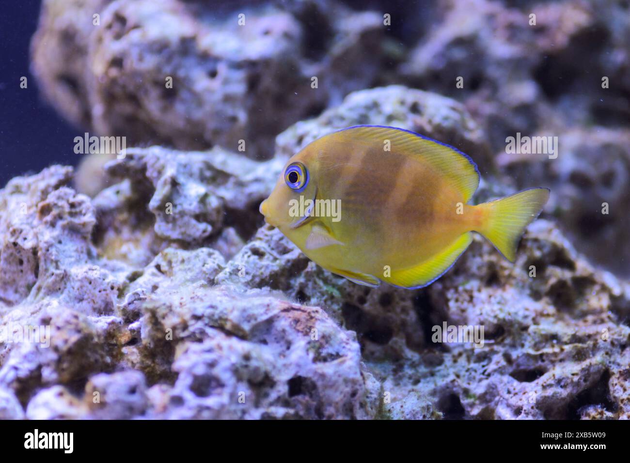 Blue juvenile Atlantic Tang - (Acanthurus coeruleus Stock Photo - Alamy