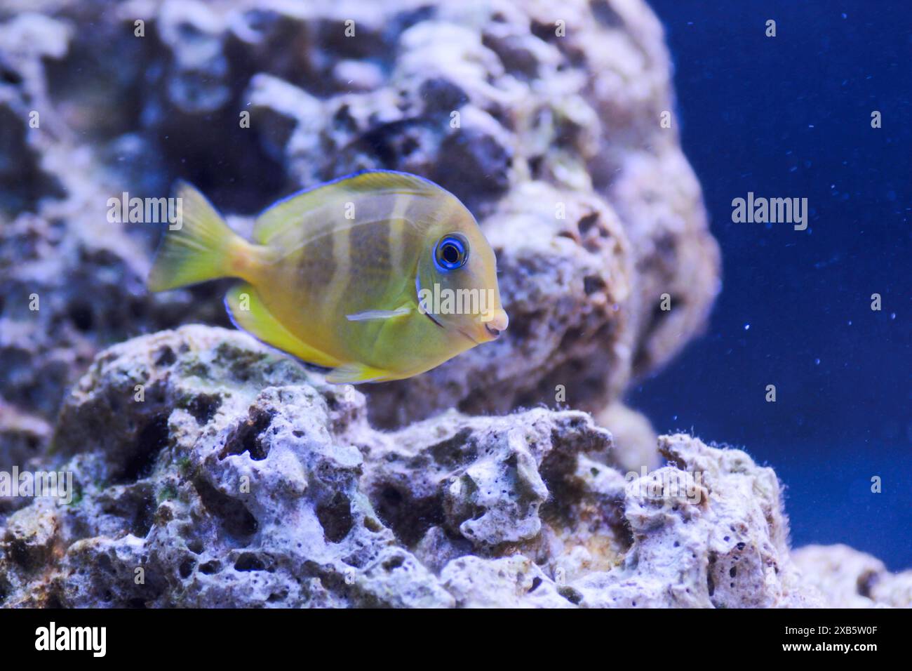 Blue juvenile Atlantic Tang - (Acanthurus coeruleus Stock Photo - Alamy