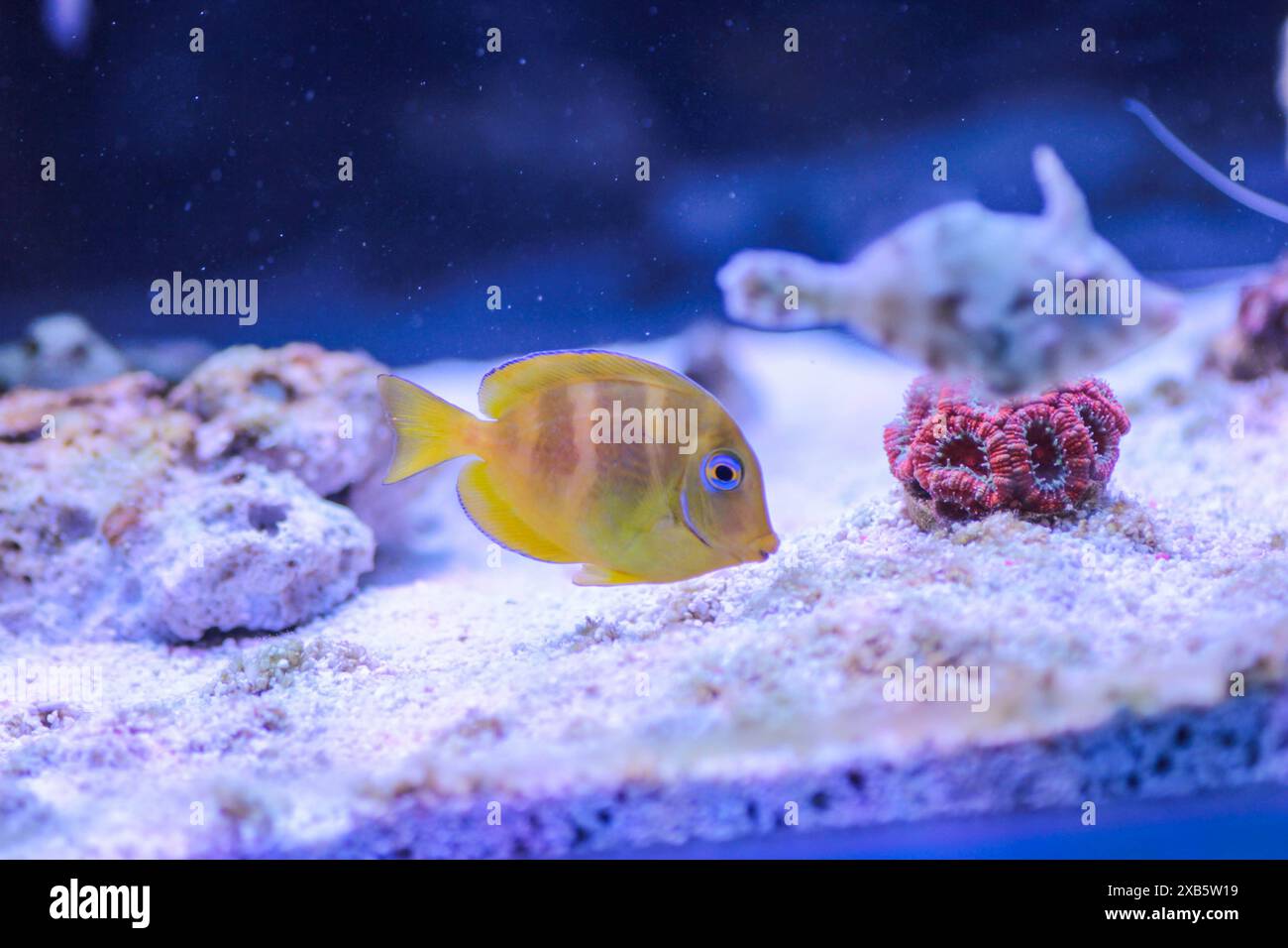 Blue juvenile Atlantic Tang - (Acanthurus coeruleus Stock Photo - Alamy