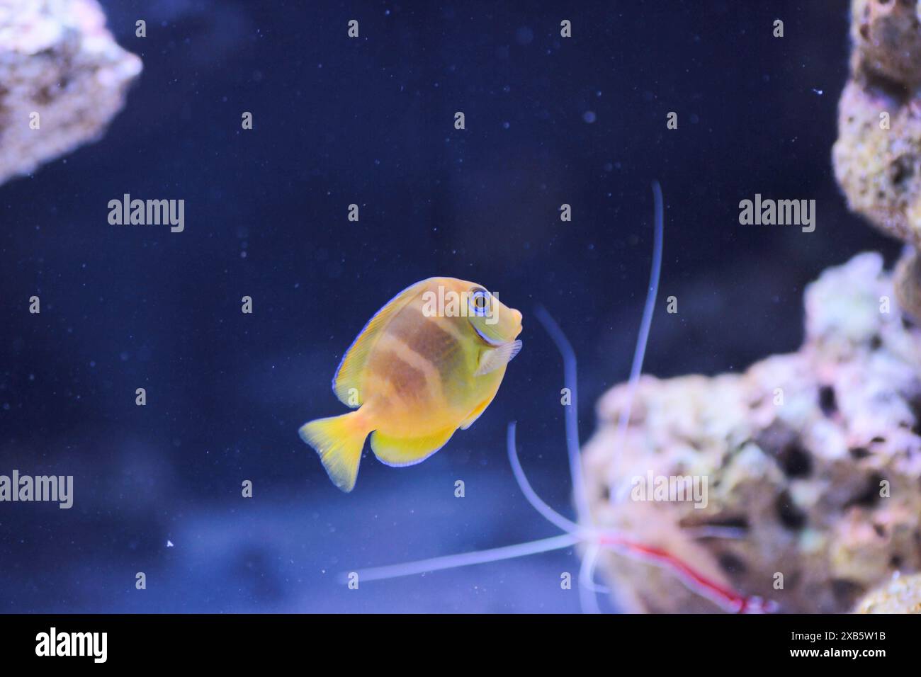 Blue juvenile Atlantic Tang - (Acanthurus coeruleus Stock Photo - Alamy