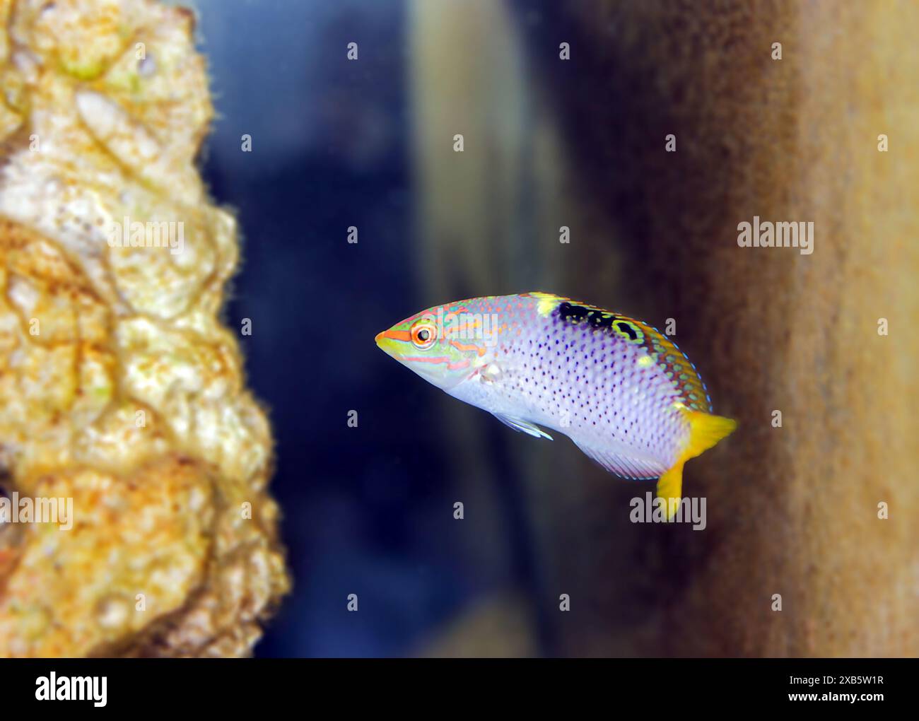 The checkerboard wrasse (Halichoeres hortulanus) is a fish belonging to ...