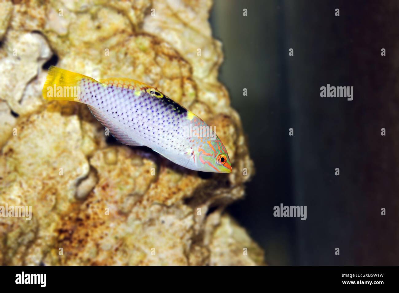 The checkerboard wrasse (Halichoeres hortulanus) is a fish belonging to ...