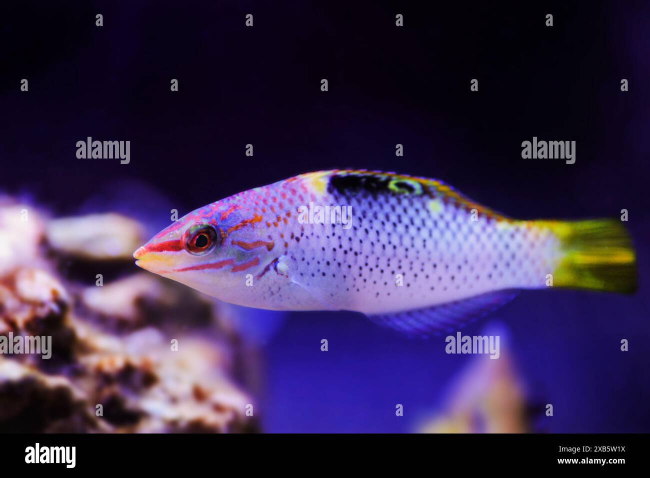 The checkerboard wrasse (Halichoeres hortulanus) is a fish belonging to ...
