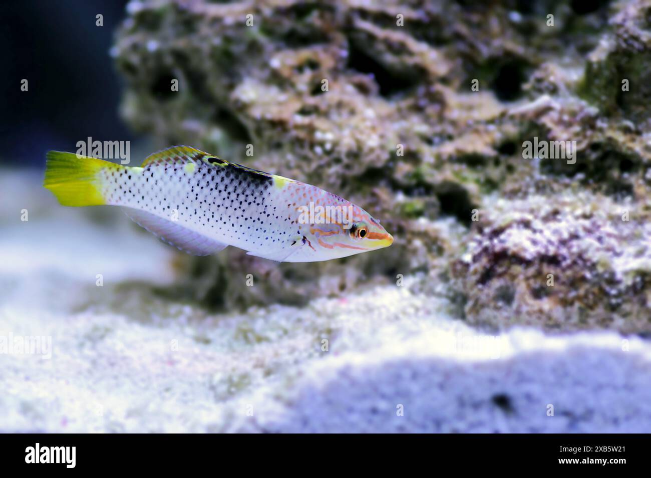 The checkerboard wrasse (Halichoeres hortulanus) is a fish belonging to ...