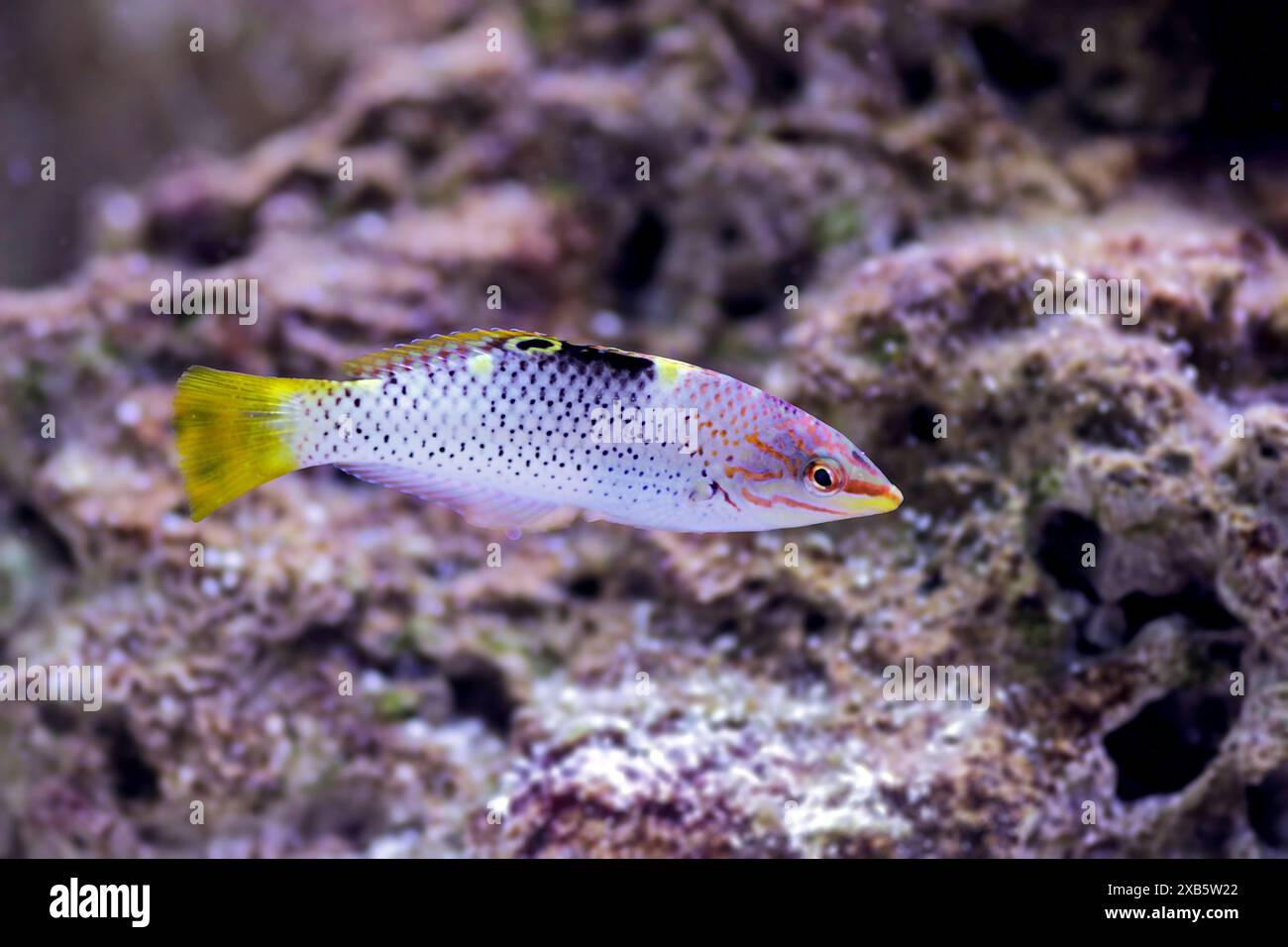 The checkerboard wrasse (Halichoeres hortulanus) is a fish belonging to ...