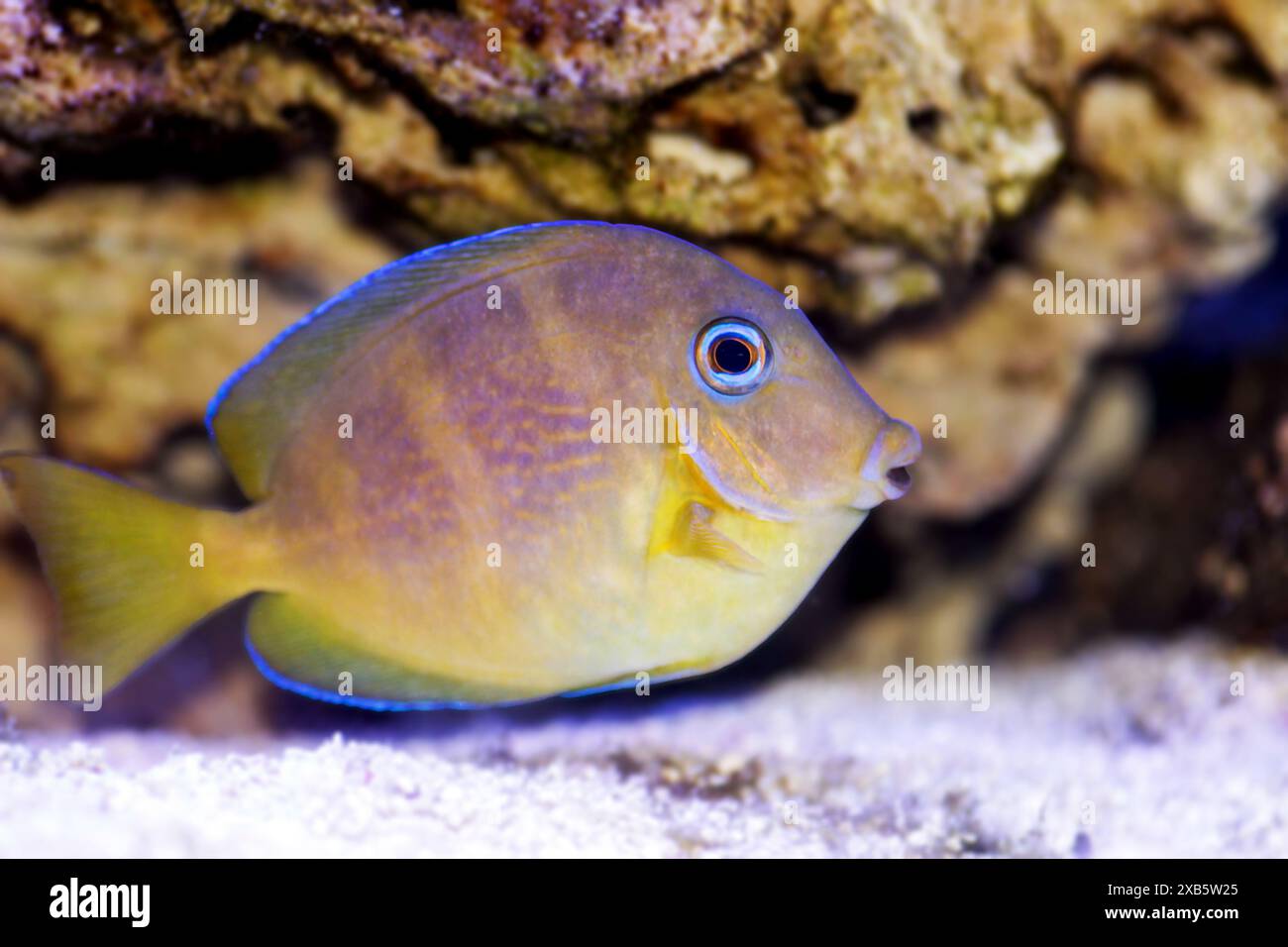 Blue juvenile Atlantic Tang - (Acanthurus coeruleus Stock Photo - Alamy