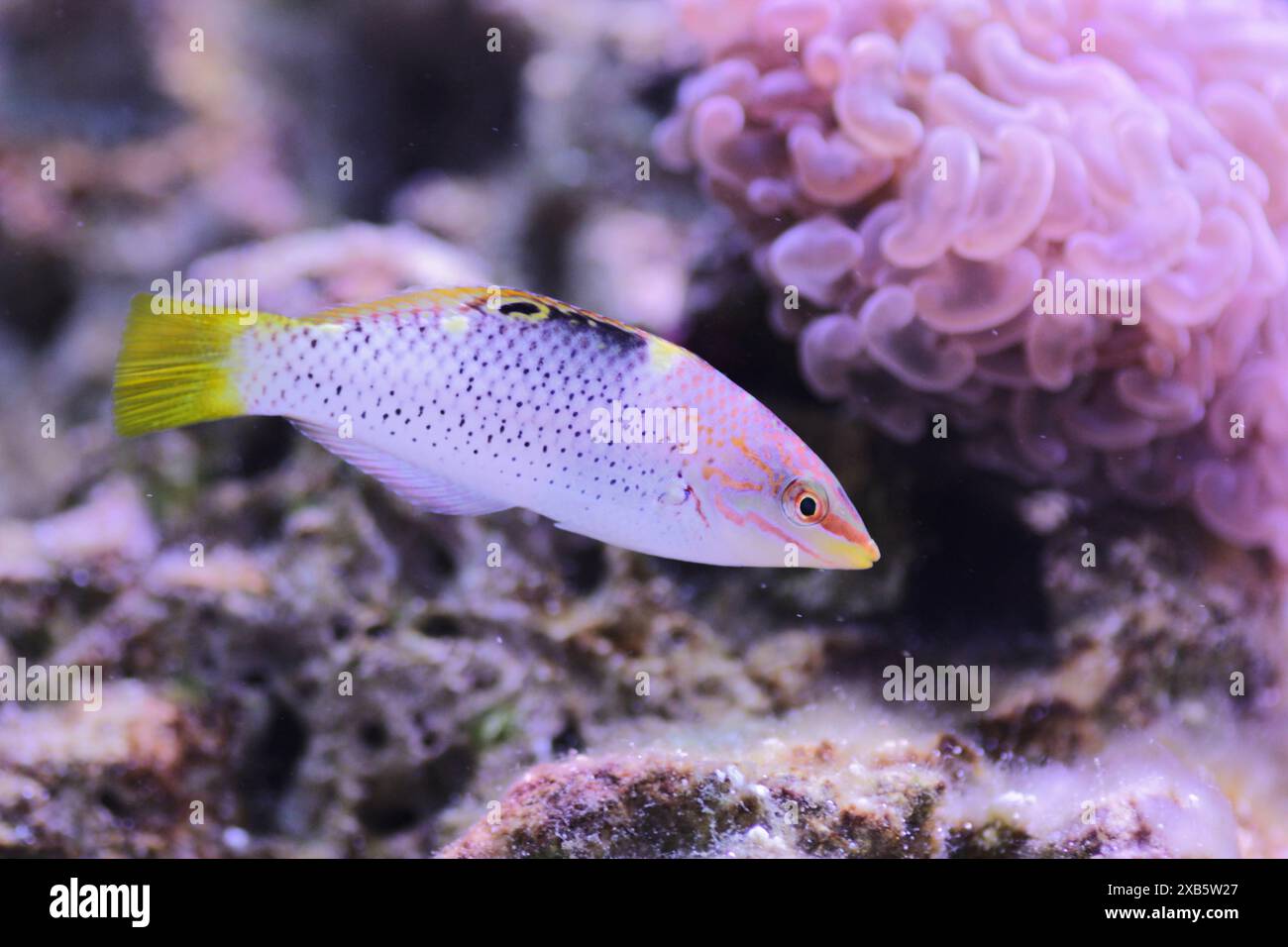 The checkerboard wrasse (Halichoeres hortulanus) is a fish belonging to ...
