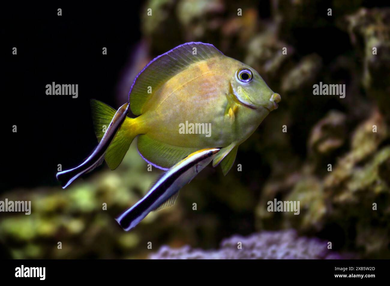 Two Bluestreak cleaner wrasses cleaning parasites from Blue Atlantic ...
