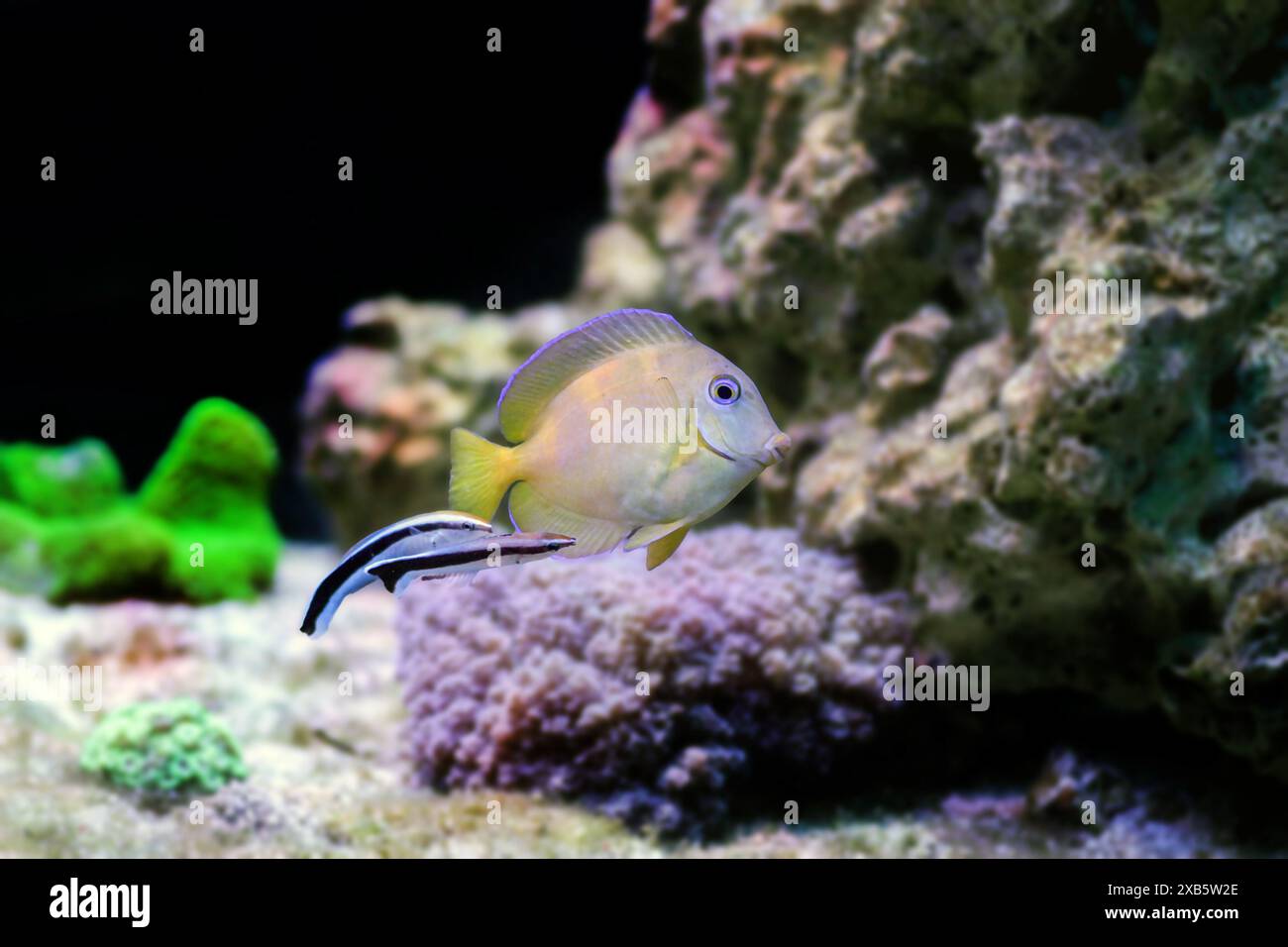 Two Bluestreak cleaner wrasses cleaning parasites from Blue Atlantic ...